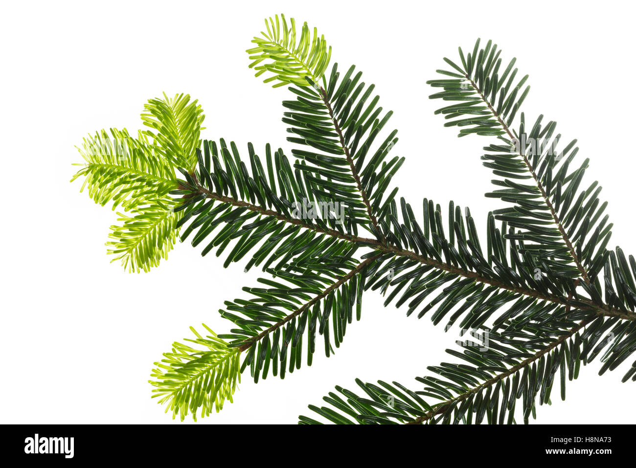 Abies Nordmannia Stockfotos und -bilder Kaufen - Alamy