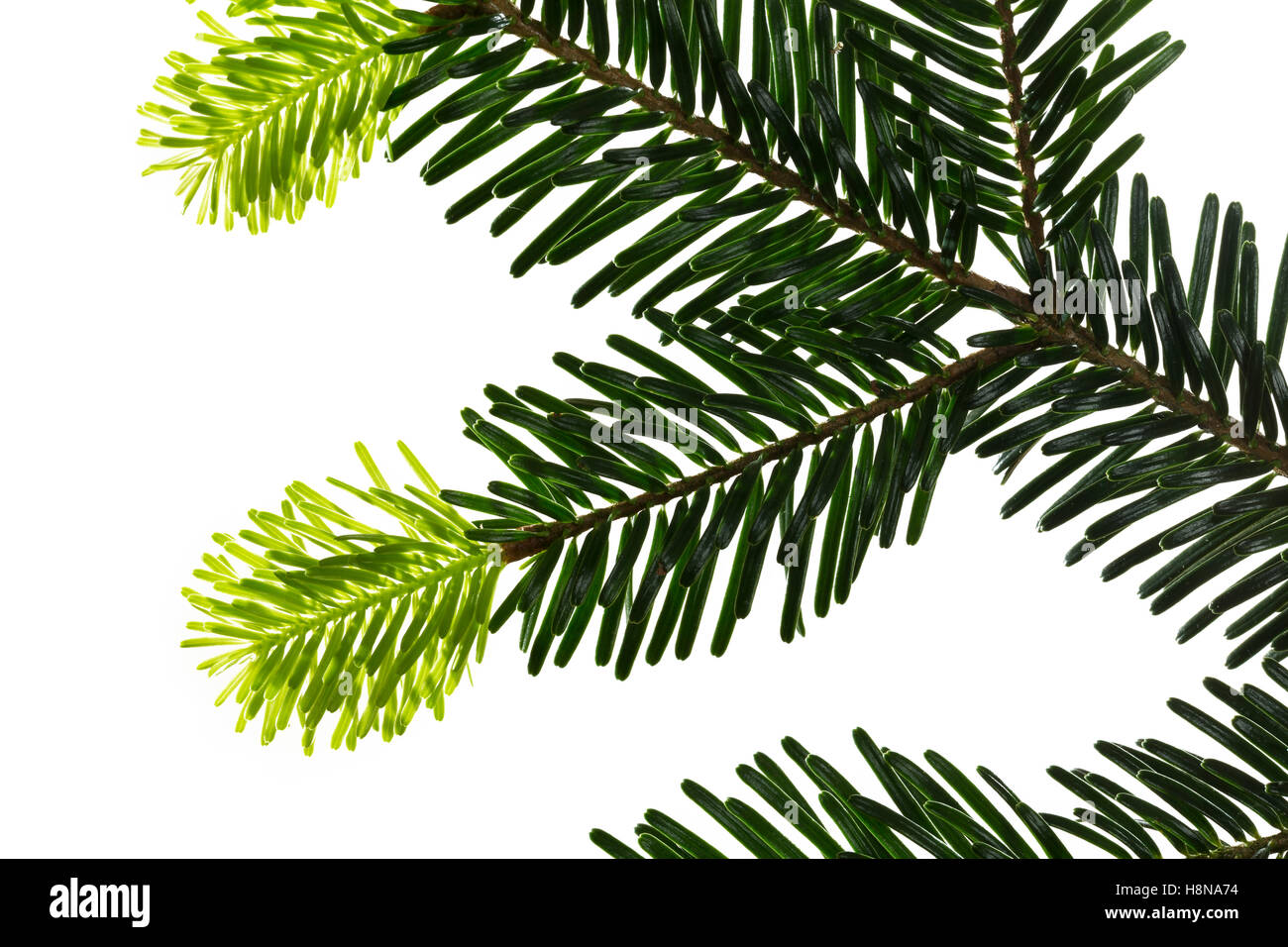 Abies Nordmannia Stockfotos und -bilder Kaufen - Alamy
