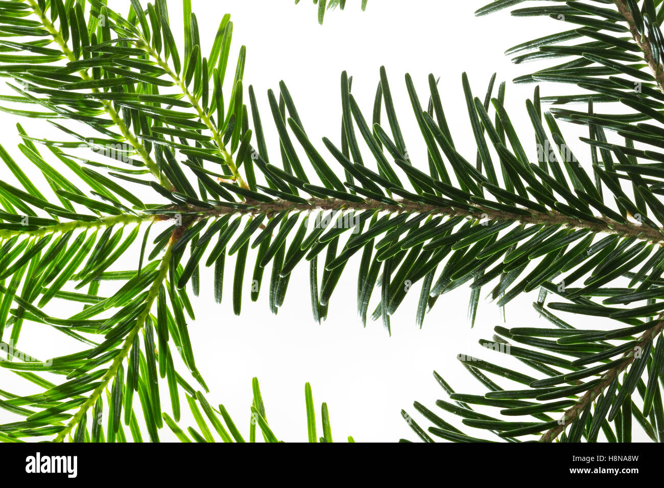 Weiß-Tanne, Weißtanne, Weisstanne, Edeltanne, Silbertanne, Tanne, Abies ...