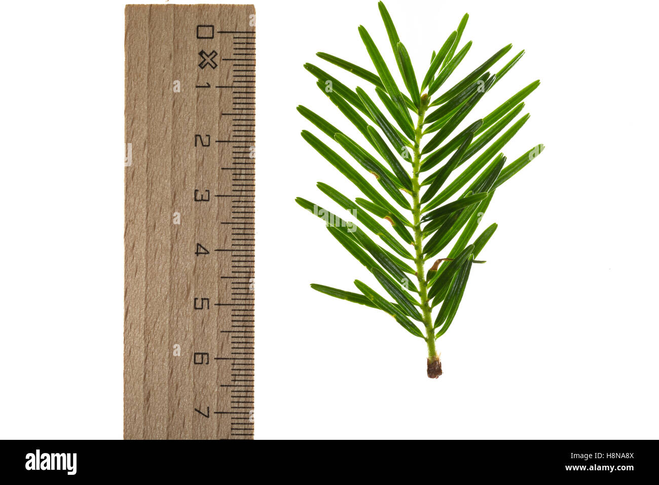 Weiß-Tanne, Weißtanne, Weisstanne, Edeltanne, Silbertanne, Tanne, Abies ...