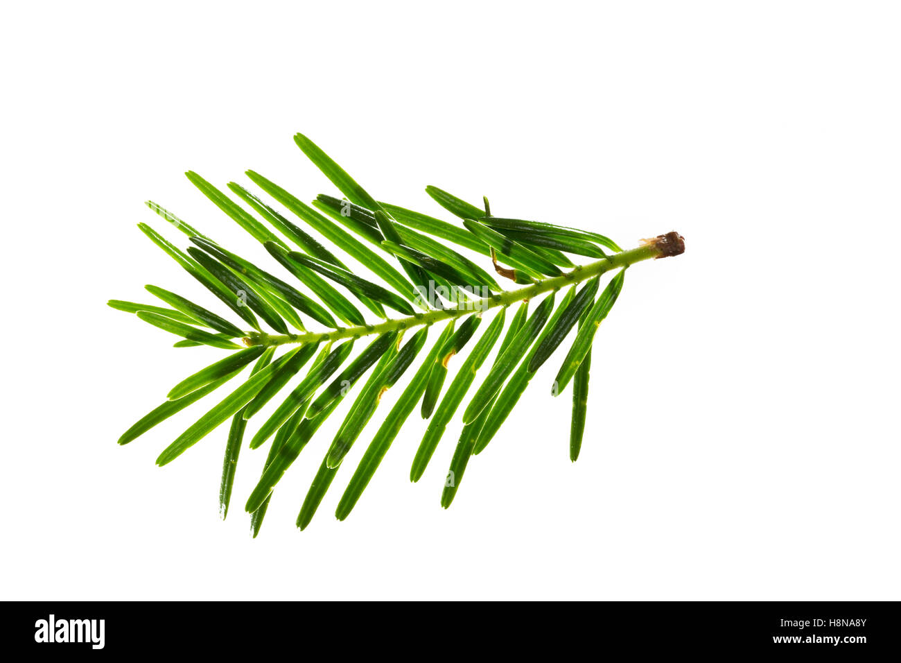 Weiß-Tanne, Weißtanne, Weisstanne, Edeltanne, Silbertanne, Tanne, Abies ...