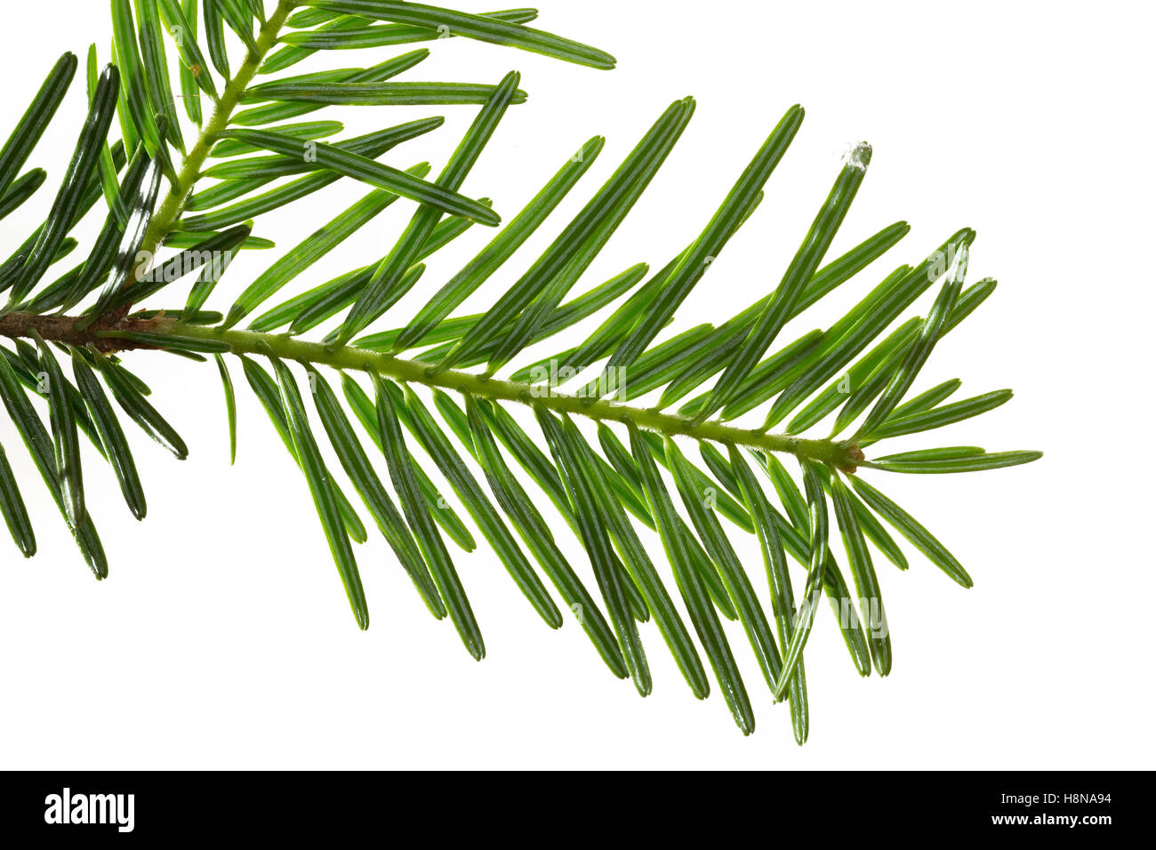 Weiß-Tanne, Weißtanne, Weisstanne, Edeltanne, Silbertanne, Tanne, Abies ...