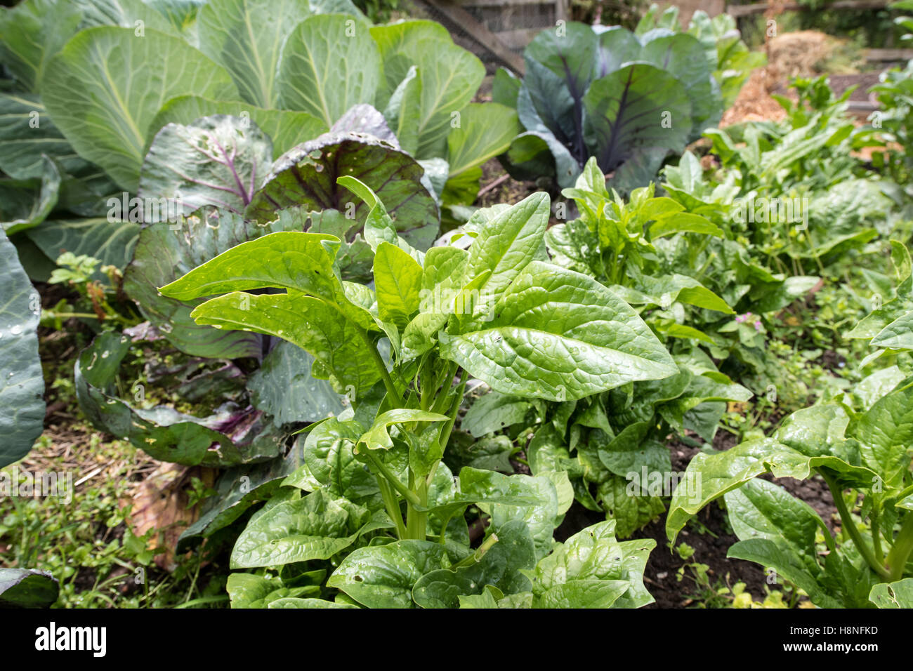 Spinat wächst -Fotos und -Bildmaterial in hoher Auflösung – Alamy