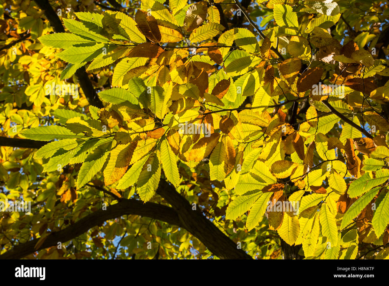 Kastanienbaum herbst -Fotos und -Bildmaterial in hoher Auflösung – Alamy