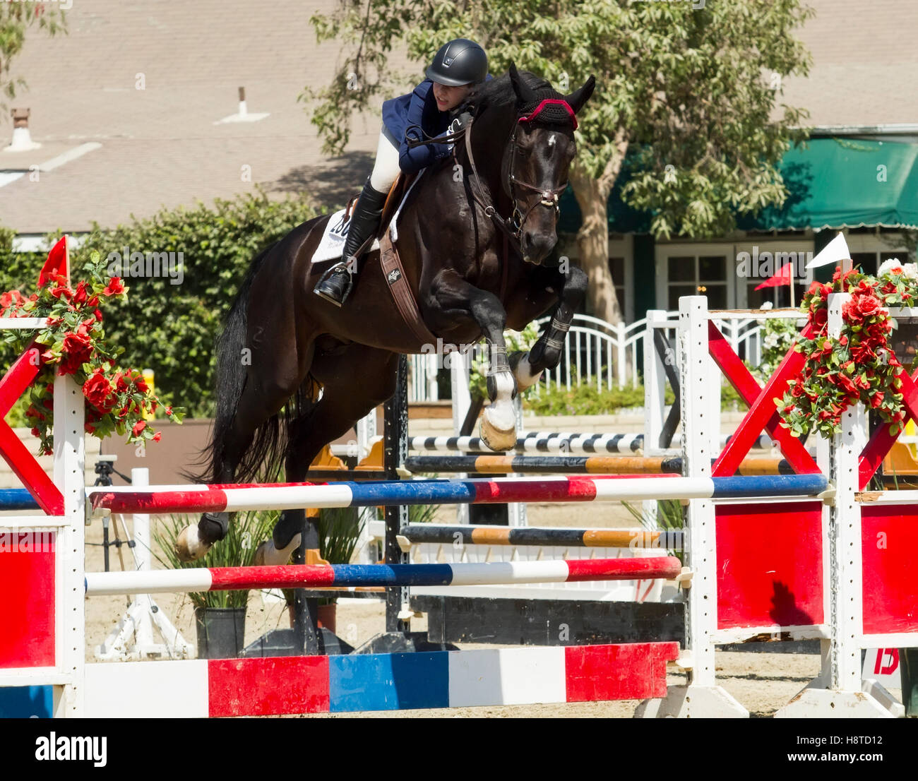 Schwarzes pferd springen -Fotos und -Bildmaterial in hoher Auflösung ...
