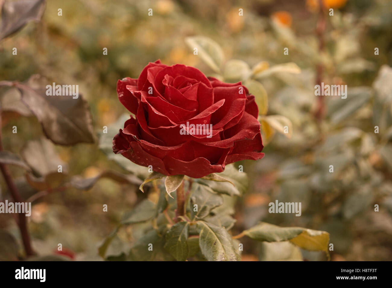 Dying Rose Bush Stockfotos und -bilder Kaufen - Alamy