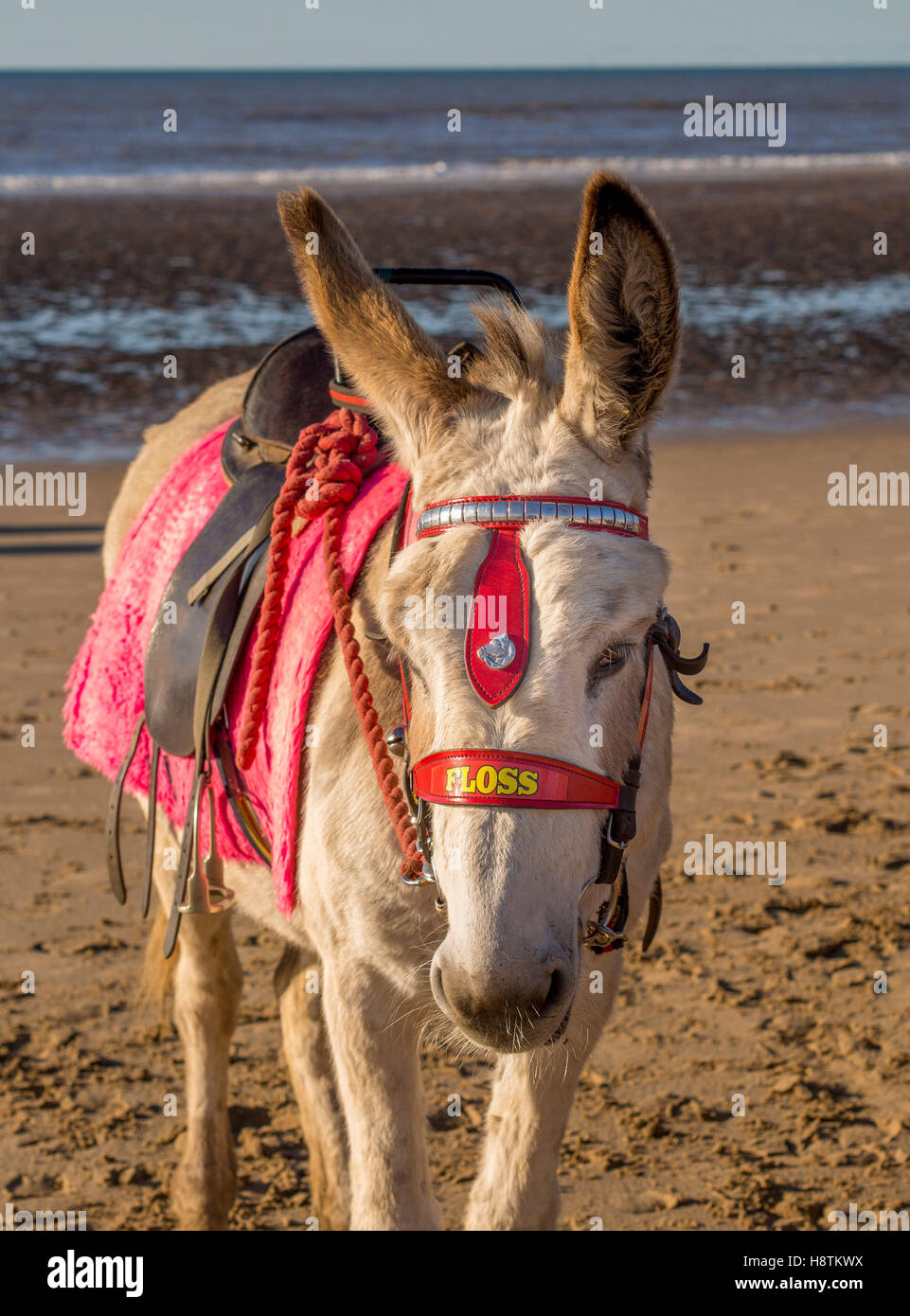 Esel am strand -Fotos und -Bildmaterial in hoher Auflösung – Alamy