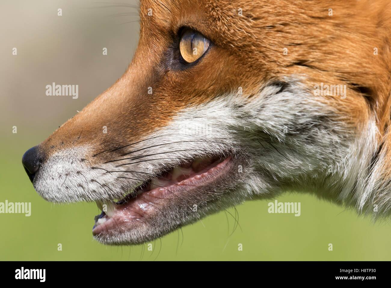 Rotfuchs (Vulpes Vulpes) Fox Kopf Details. England, Frühling ...