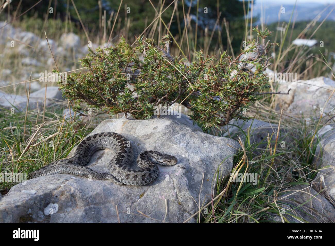 Orsinis viper vipera ursinii -Fotos und -Bildmaterial in hoher ...