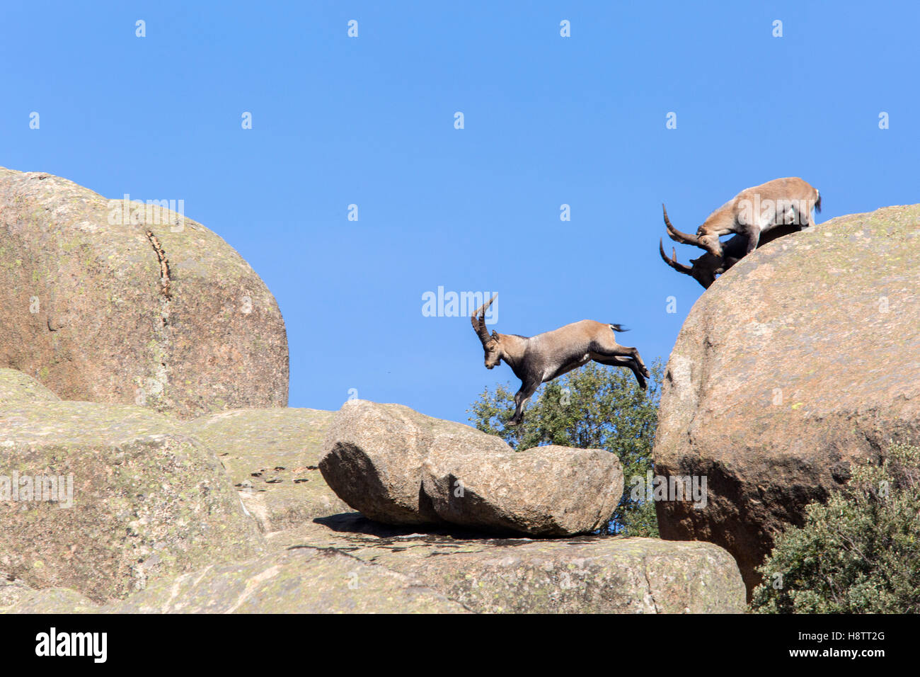 Spanischer Steinbock (Capra Pyrenaica) Männchen auf Stein, Nationalpark ...