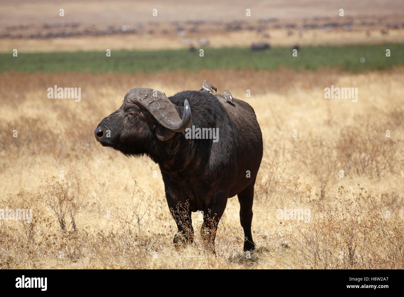 African Buffalo Syncerus Serengeti Tanzania Stockfotos und -bilder ...