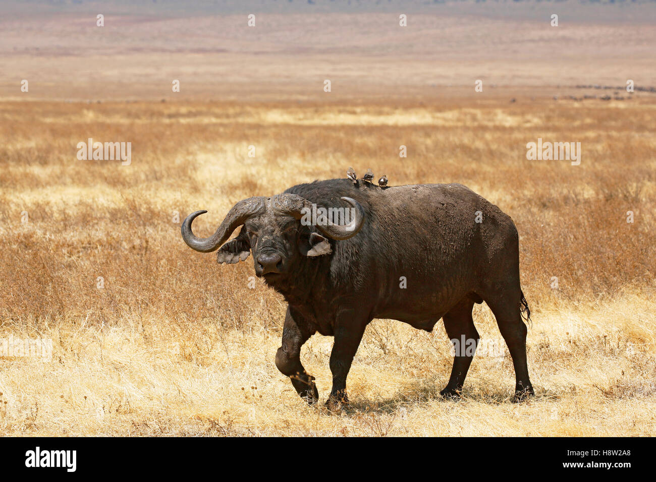African buffalo syncerus serengeti tanzania -Fotos und -Bildmaterial in ...