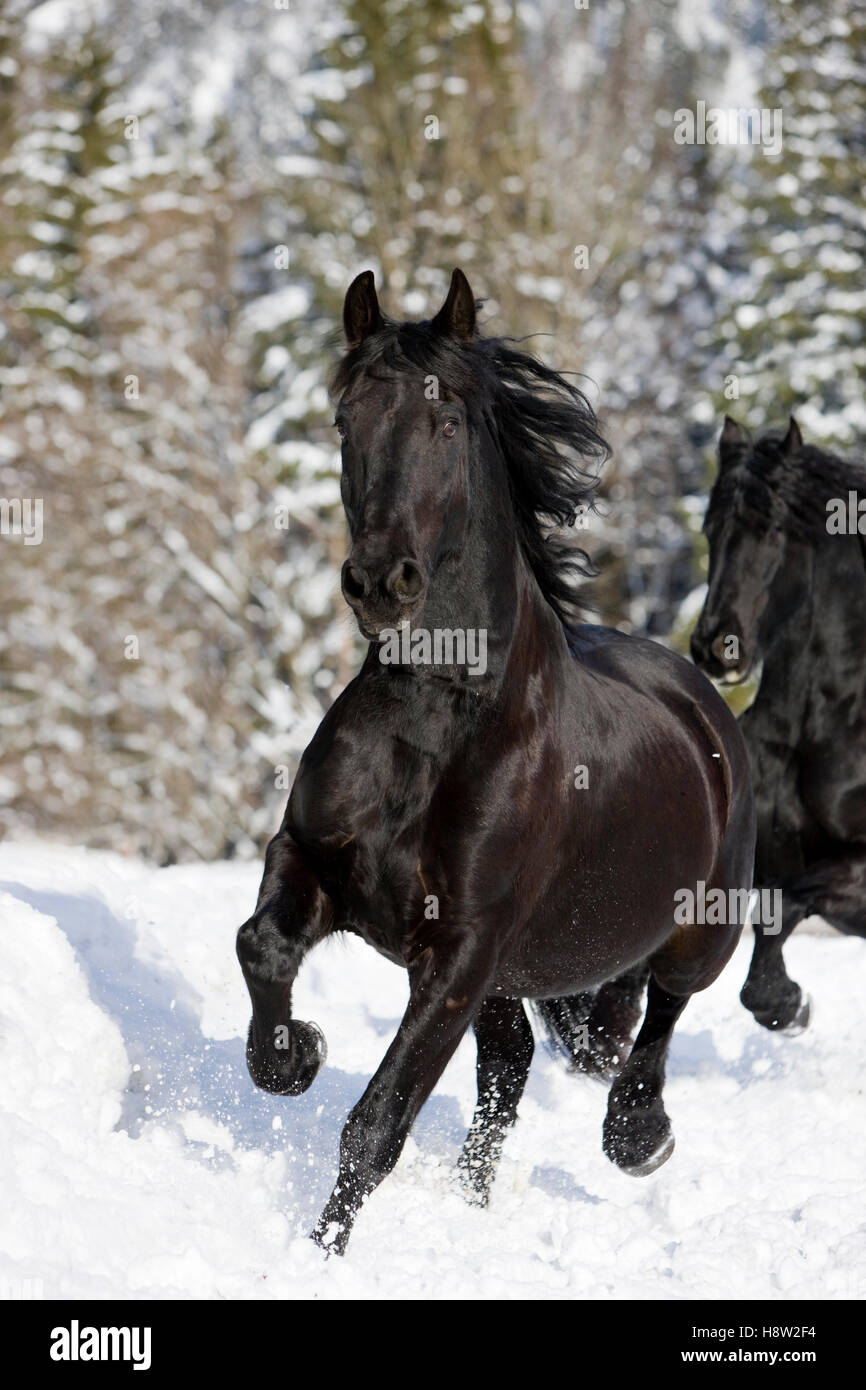 Pferd schnee wintertrotten -Fotos und -Bildmaterial in hoher Auflösung ...