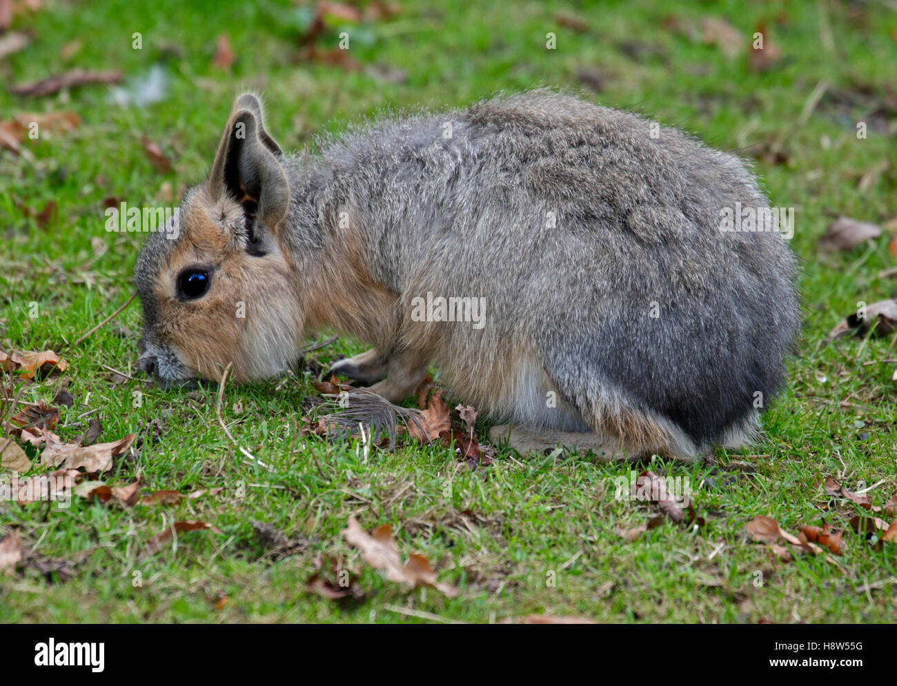 Mara dolichotis patagonum -Fotos und -Bildmaterial in hoher Auflösung ...