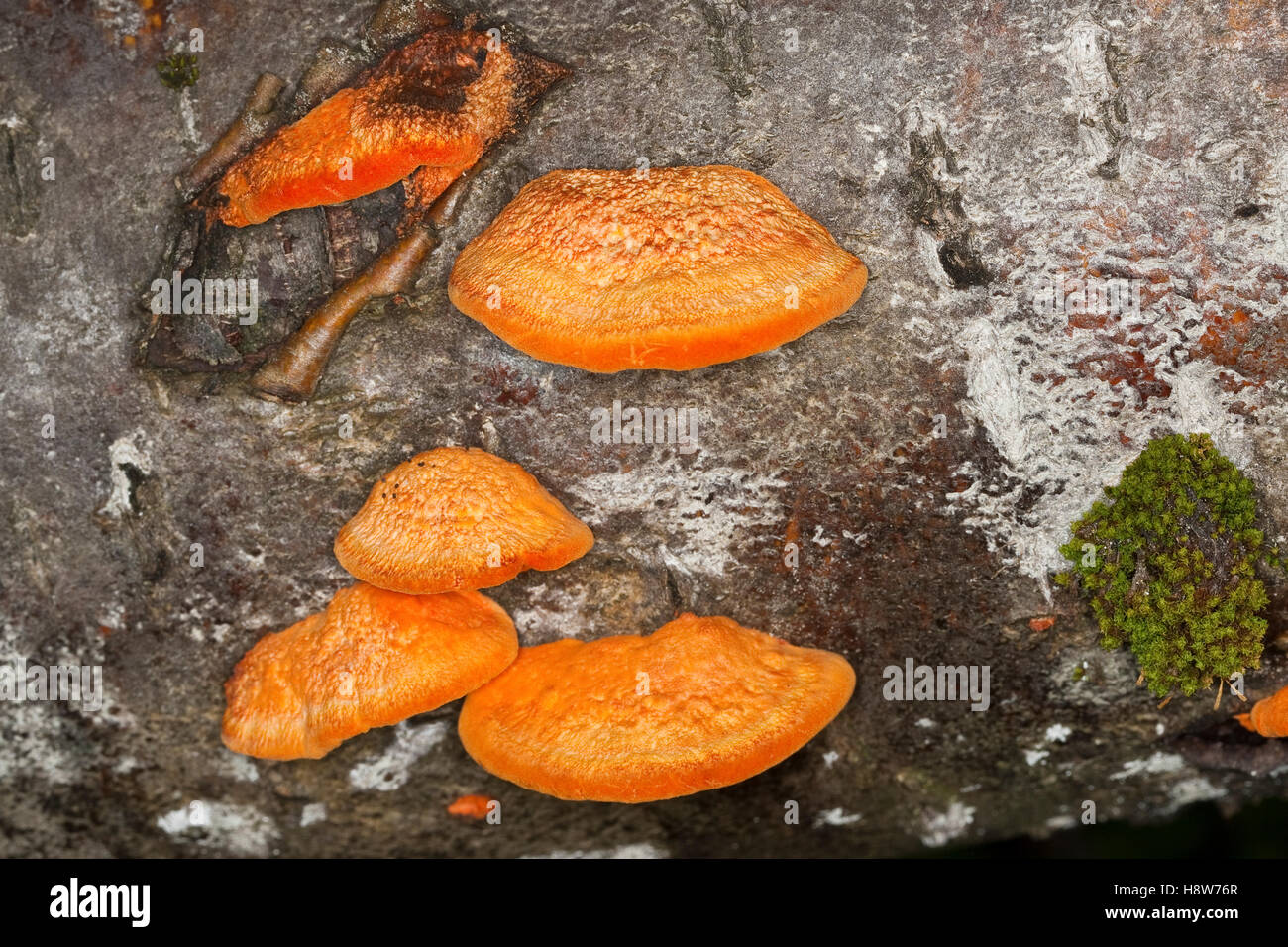 Zinnoberrote polypores -Fotos und -Bildmaterial in hoher Auflösung – Alamy