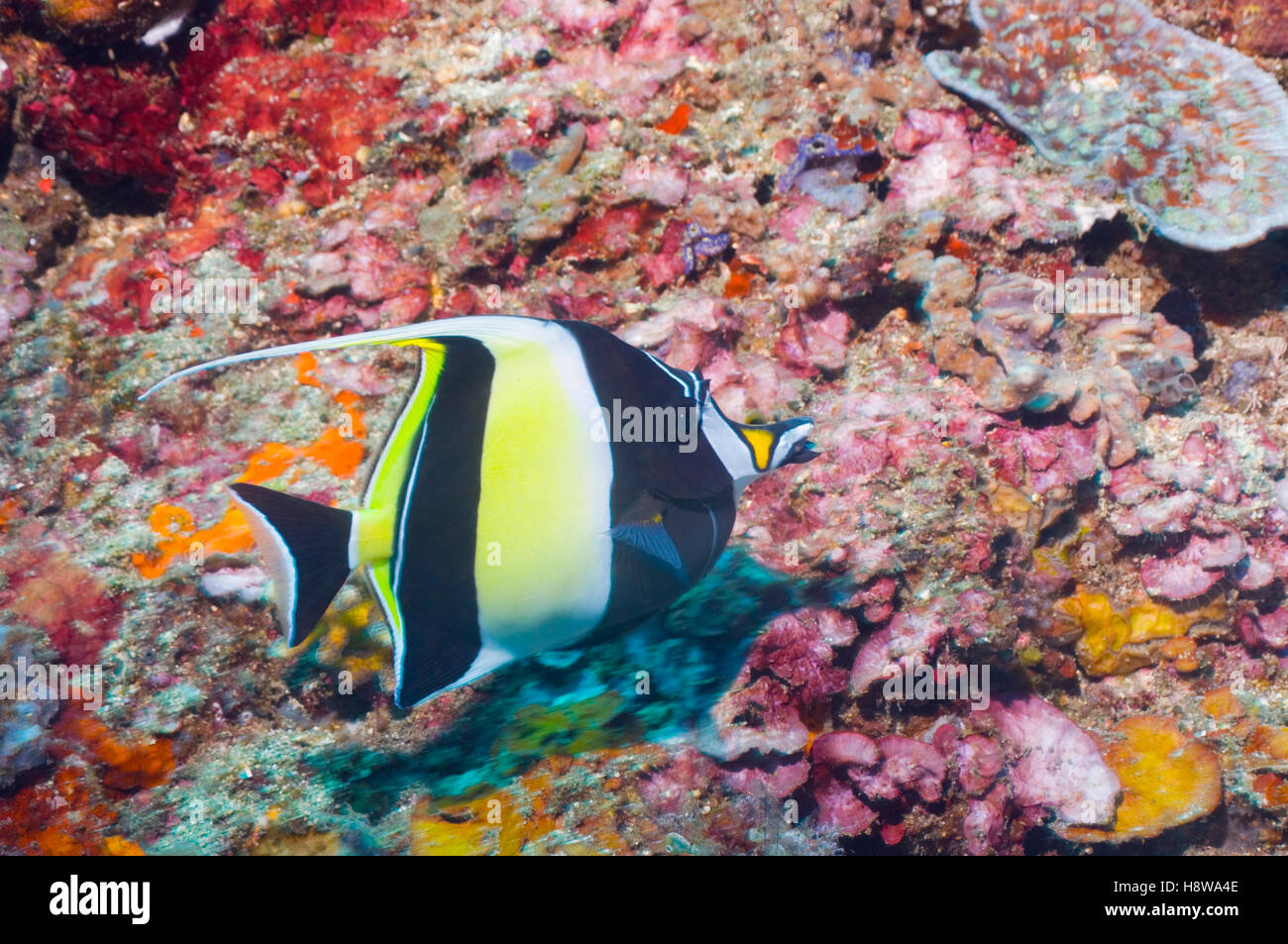 Maurische Idol (Zanclus Cornutus) schwimmen vorbei Korallenriff Wand ...