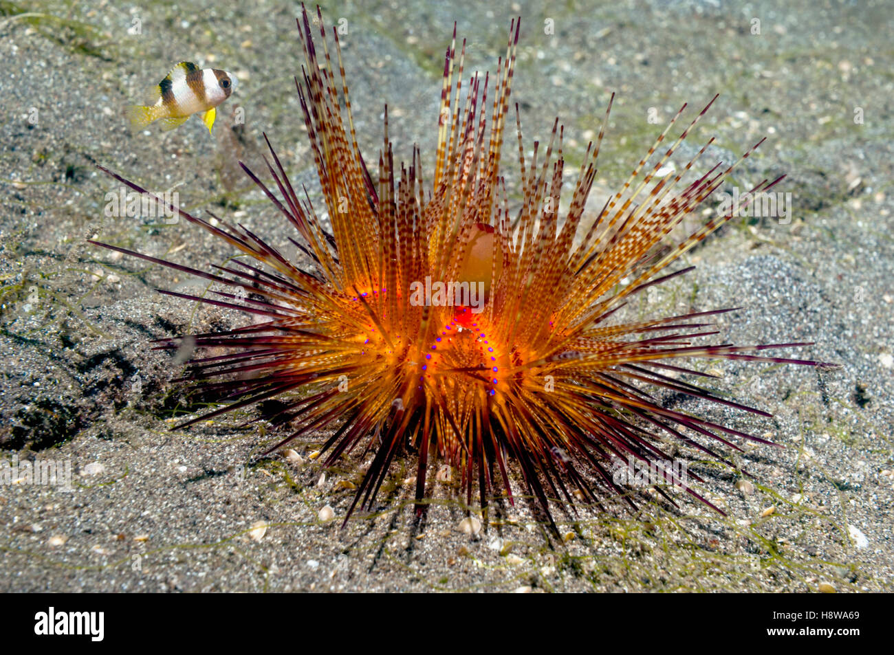 Wilder seeigel -Fotos und -Bildmaterial in hoher Auflösung – Alamy