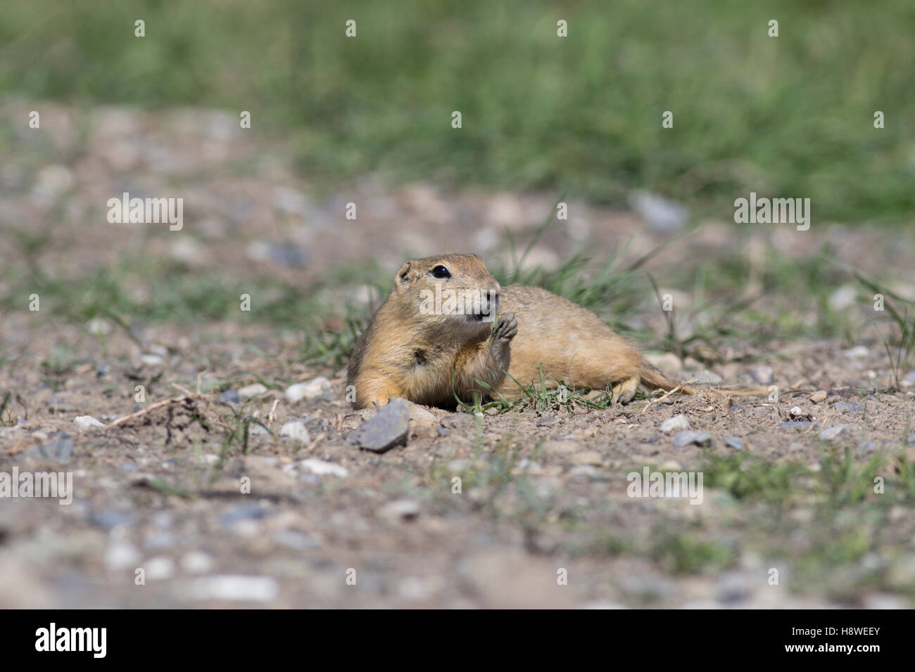 Richardson's Ziesel (Urocitellus Richardsonii / Gopher) entlang der ...