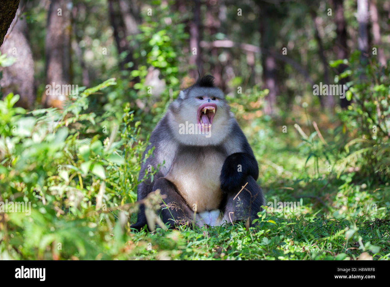 Yunnan Snub-nosed Affe (Rhinopithecus Bieti), Männchen, Yunnan, China ...