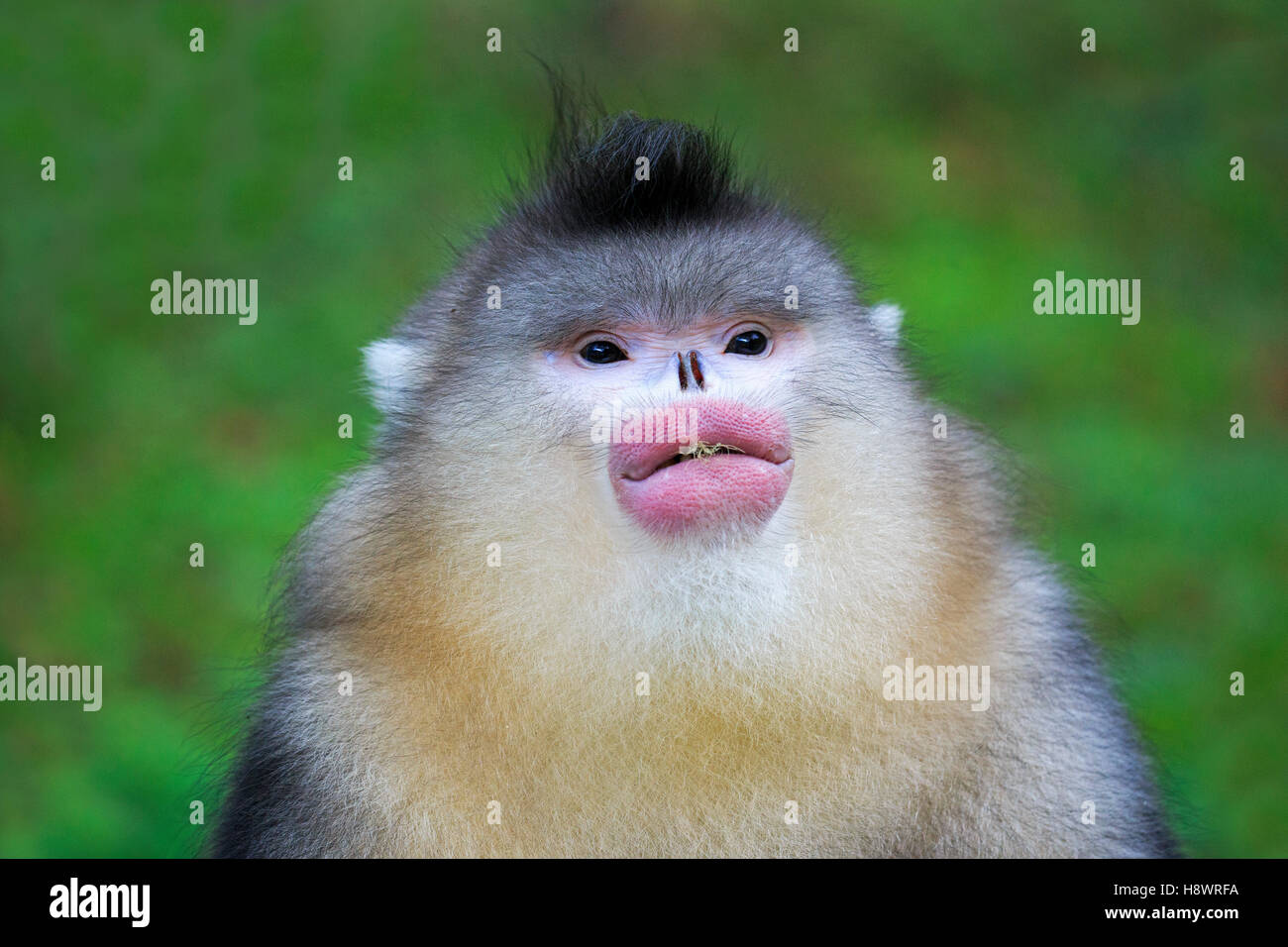 Yunnan Snub-nosed Affe (Rhinopithecus Bieti), Männchen, Yunnan, China ...