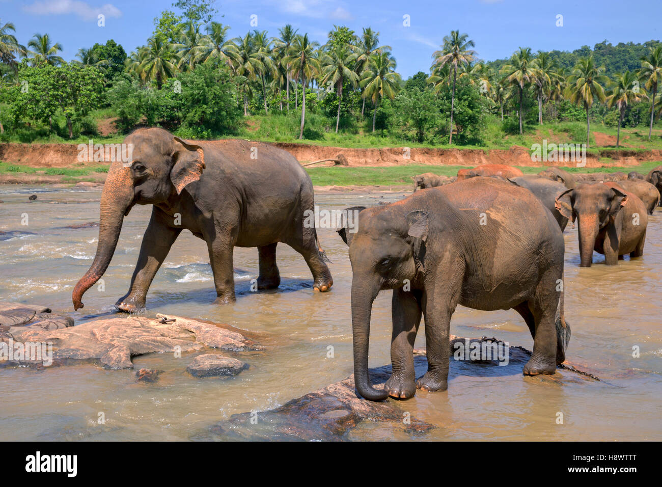Sri Lankas Elefanten (Elephas Maximus Maximus) von Pinnawala Elephant ...