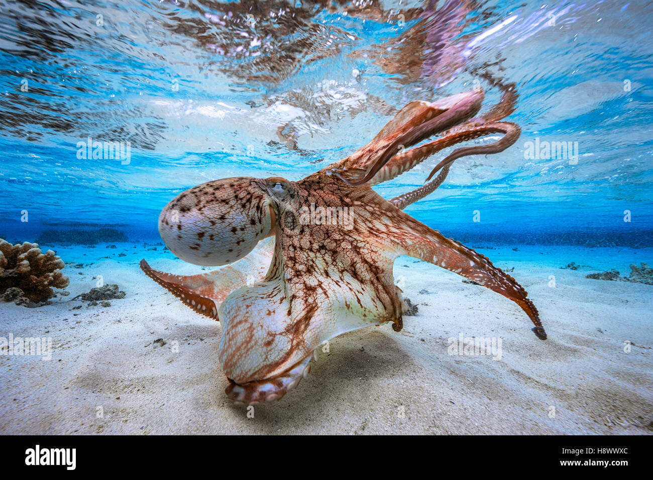 Oktopus (Octopus sp) in der Lagune, Mayotte, indischen Ozean anzeigen ...