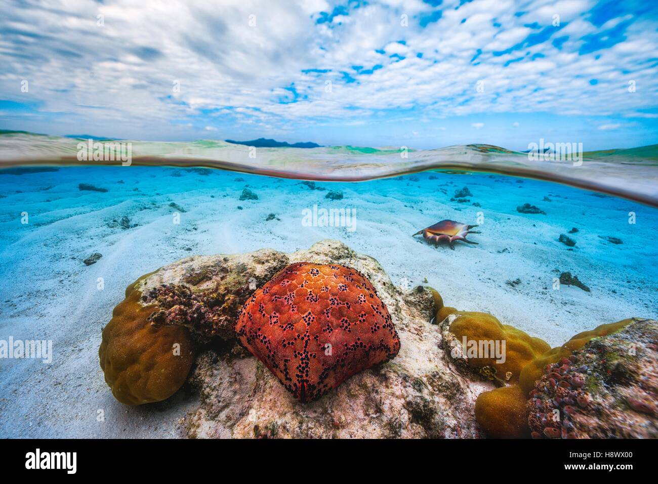 Riesen seestern -Fotos und -Bildmaterial in hoher Auflösung – Alamy