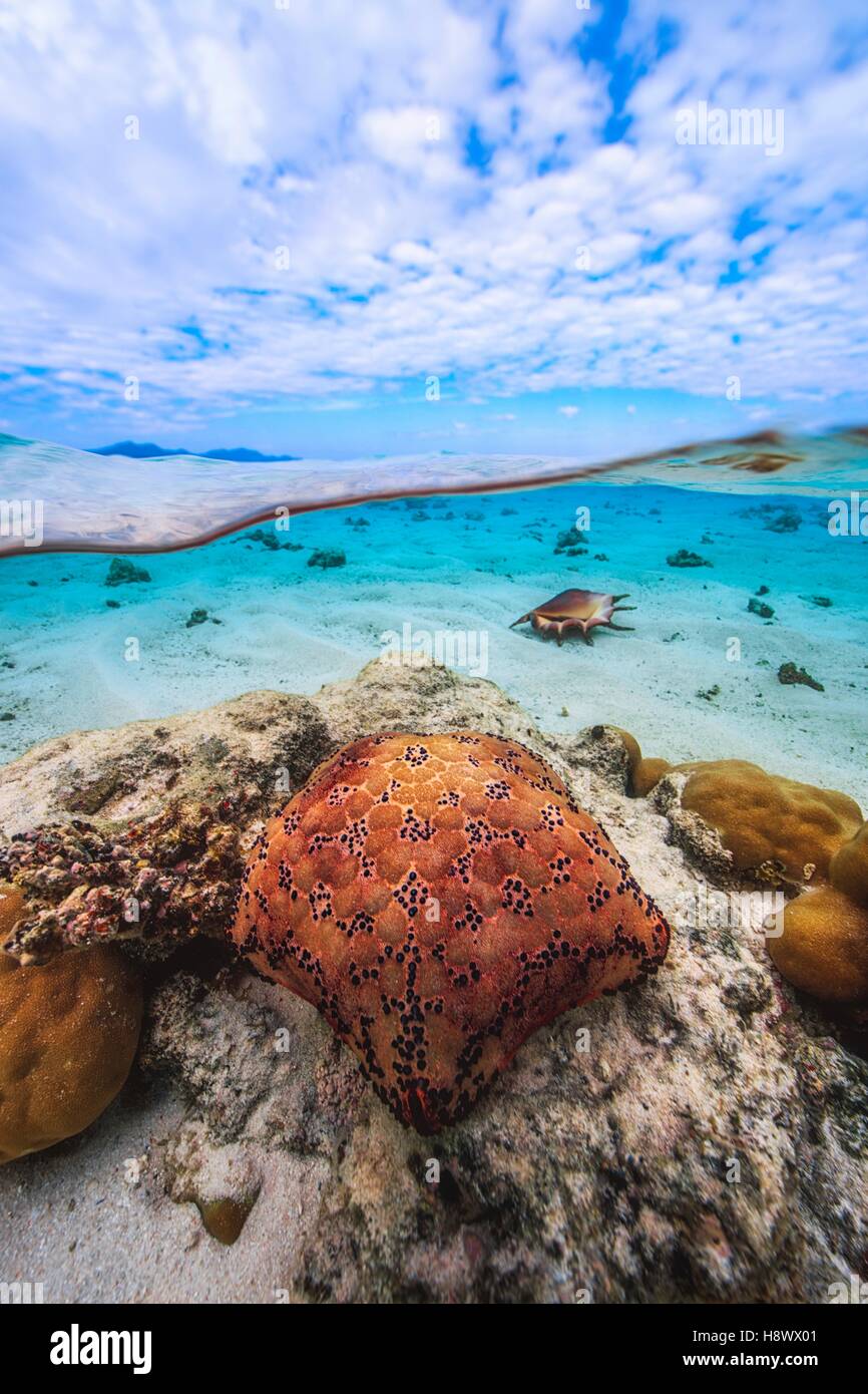 Riesen seestern -Fotos und -Bildmaterial in hoher Auflösung – Alamy