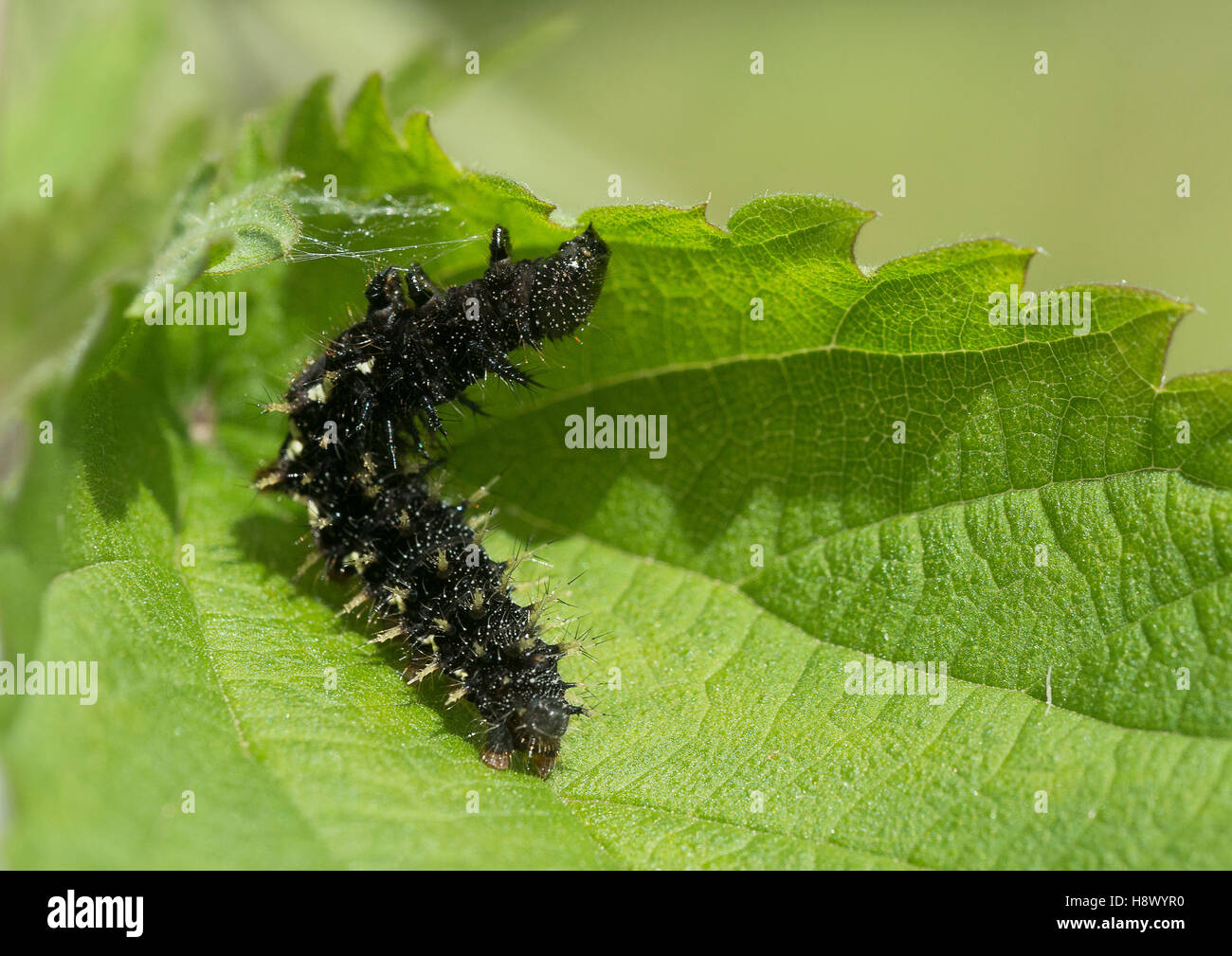 Admiral raupe -Fotos und -Bildmaterial in hoher Auflösung – Alamy