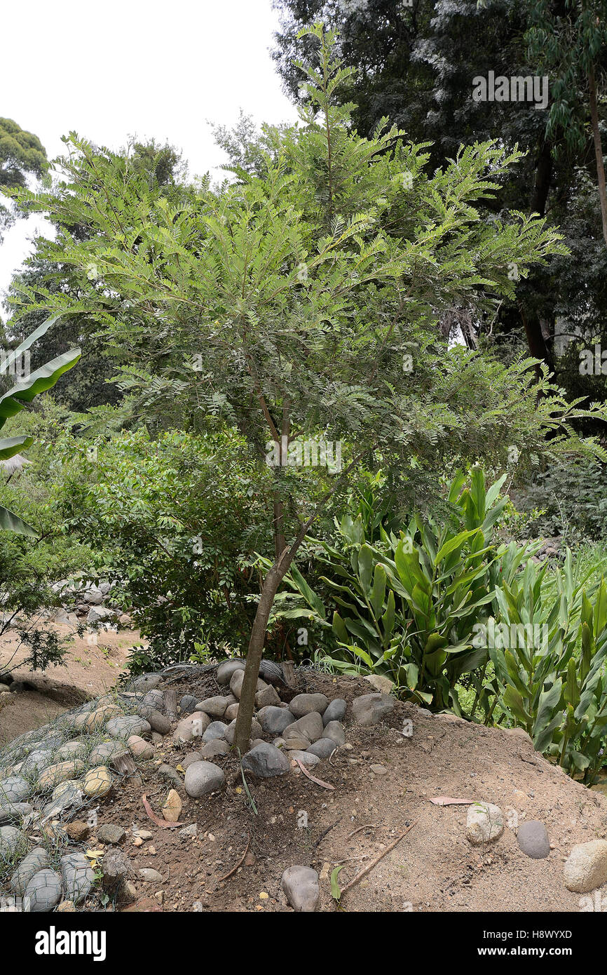 Sophora toromiro -Fotos und -Bildmaterial in hoher Auflösung – Alamy