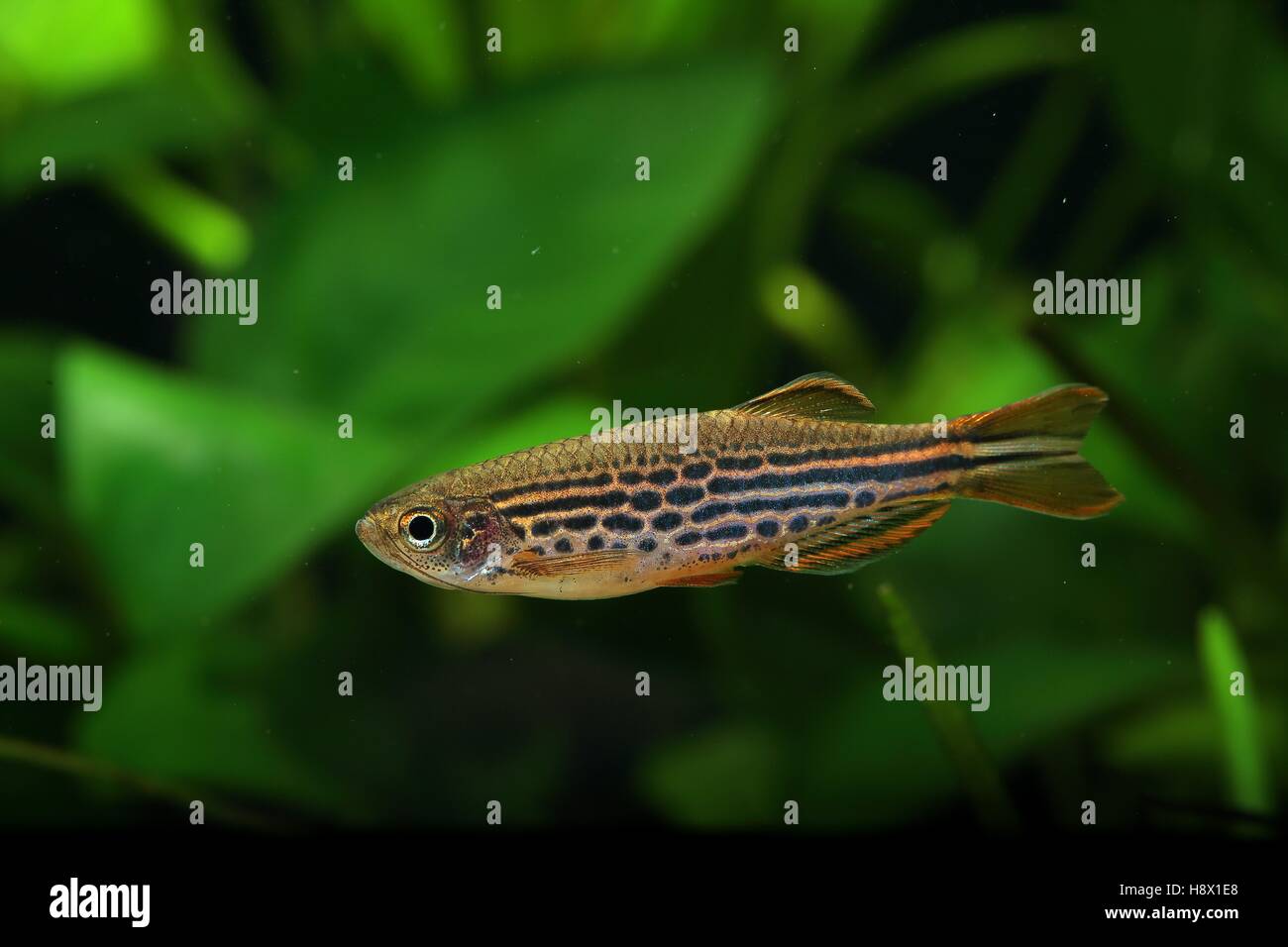 (Danio Kyathit), Danio Kyakhit Männchen Schwimmen im Aquarium ...