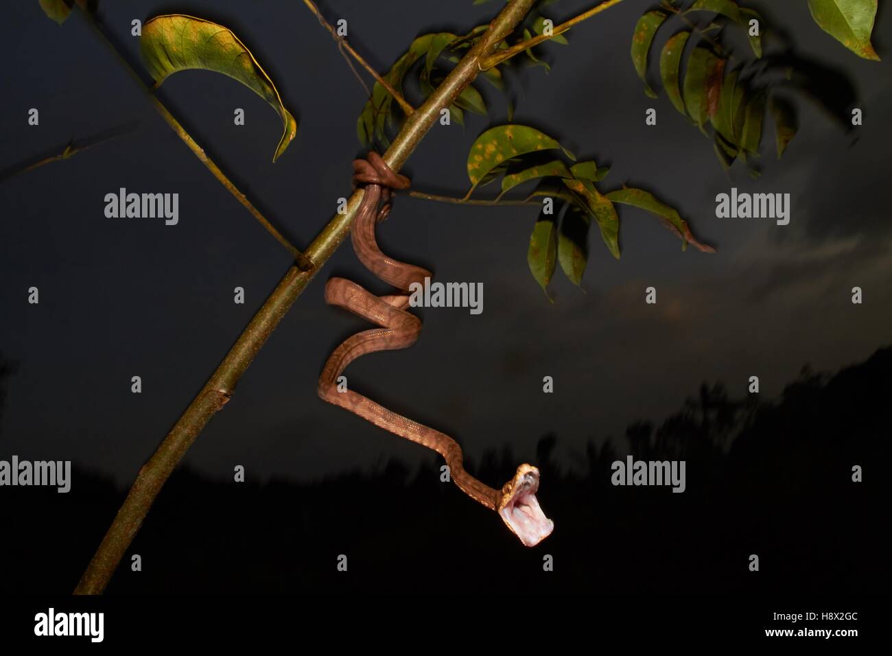 Amazon Tree Boa Cook Tree Boa gemeinsamen Baum Boa oder Garten Baum Boa ...