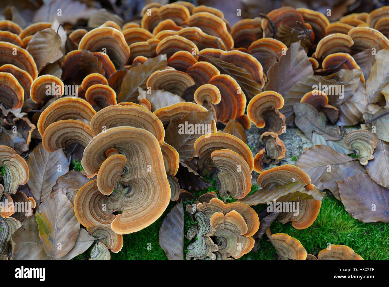 Gelber Vorhang Kruste Pilze (Stereum Insignitum). Auf einem alten Stamm ...