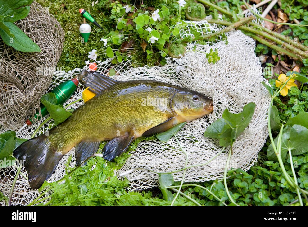 Tinca Tinca Tinca Tinca Stockfotos und -bilder Kaufen - Alamy