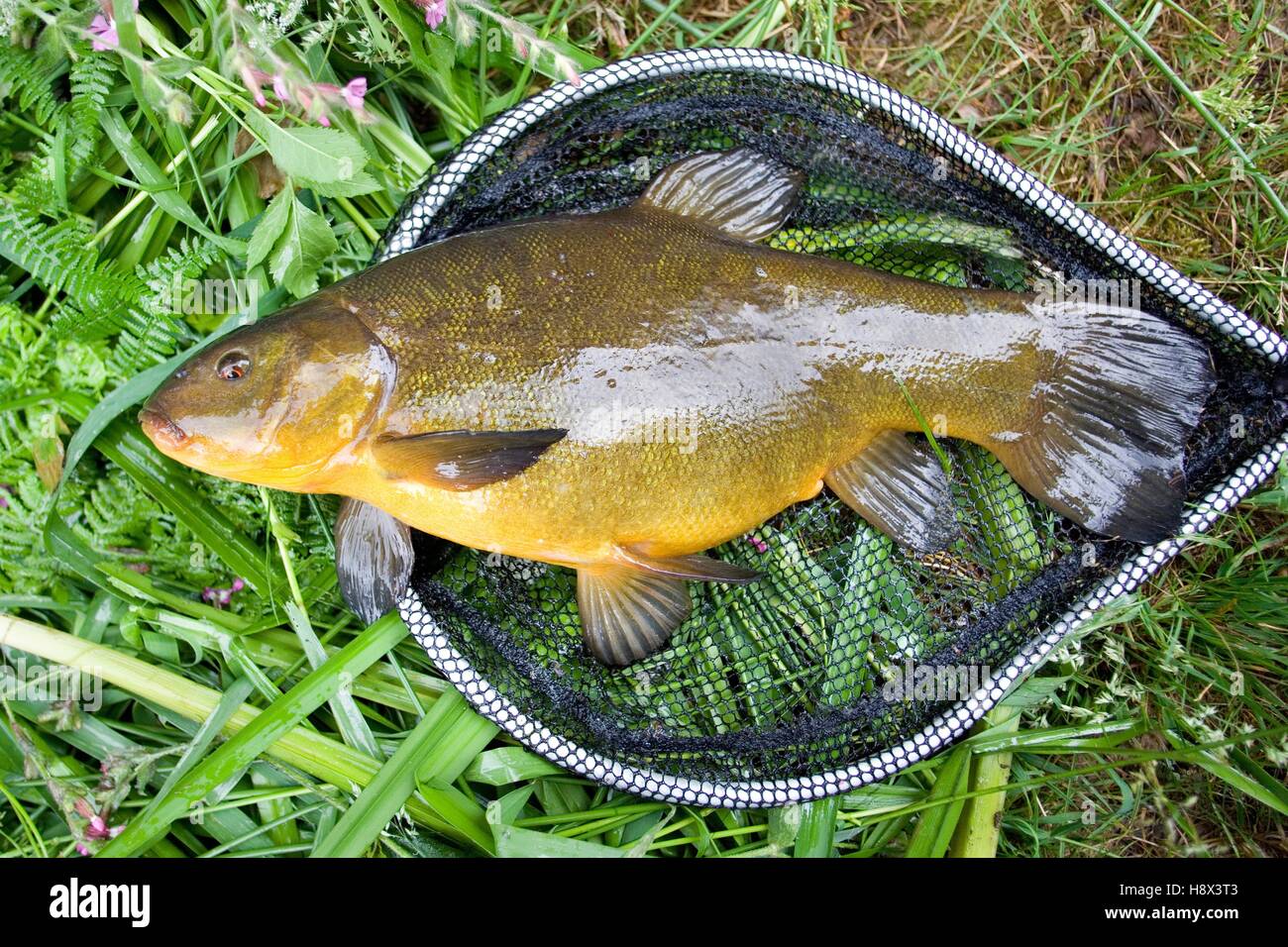 Tinca Tinca Tinca Tinca Stockfotos und -bilder Kaufen - Alamy