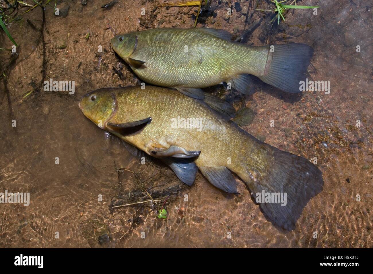 Tench Tinca Tinca Stockfotos und -bilder Kaufen - Alamy