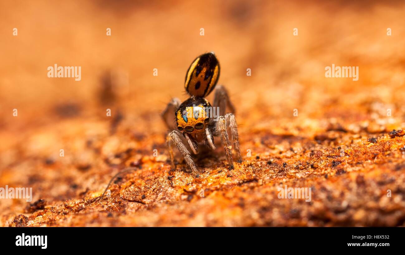 Pfau-Springspinne (Maratus Purcellae) von Westaustralien NSW | eines ...
