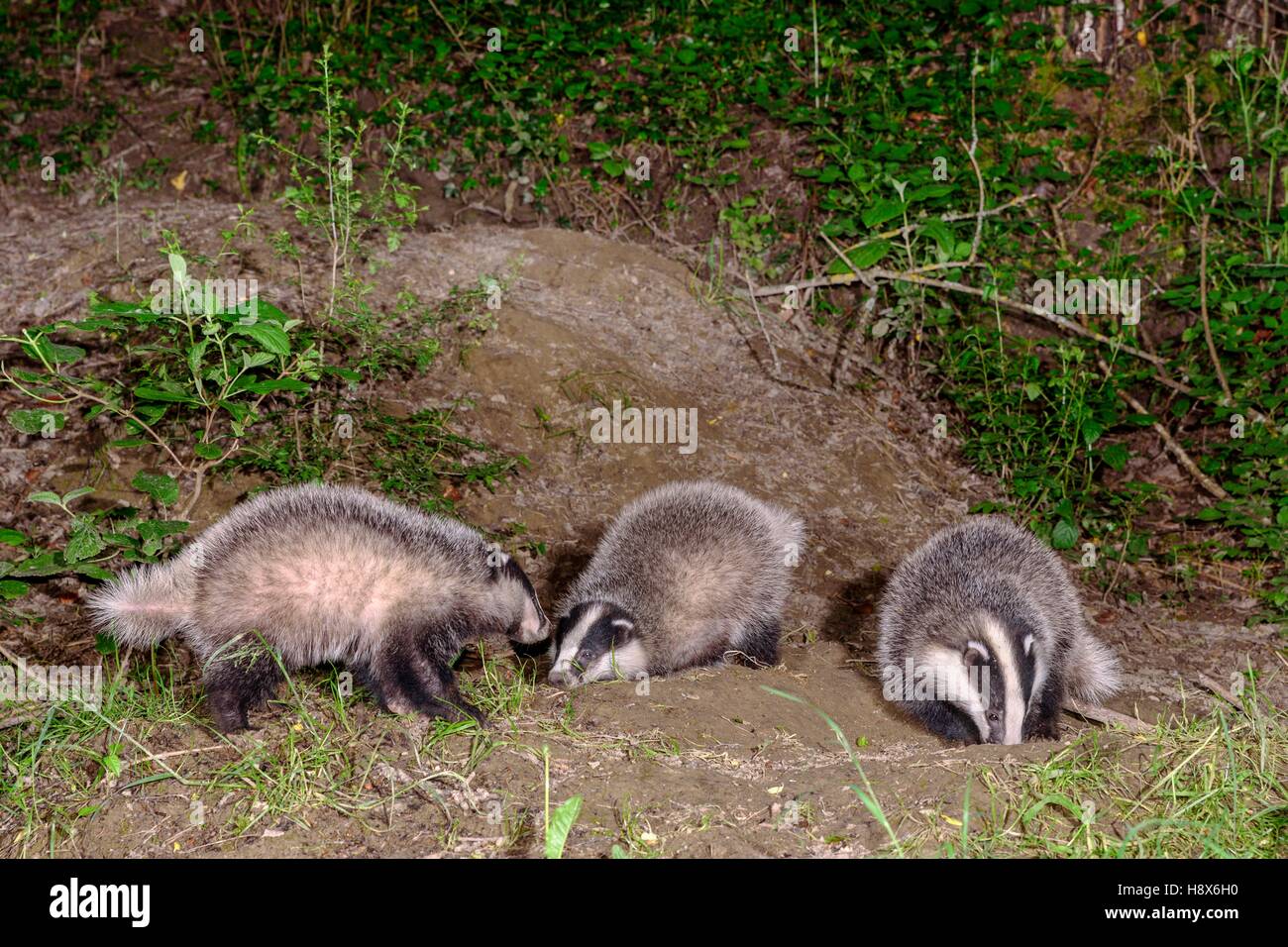 Junge dachse spielen -Fotos und -Bildmaterial in hoher Auflösung – Alamy