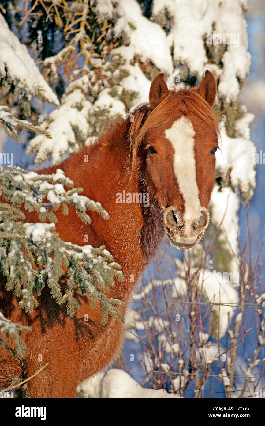 Chestnut horse -Fotos und -Bildmaterial in hoher Auflösung – Alamy