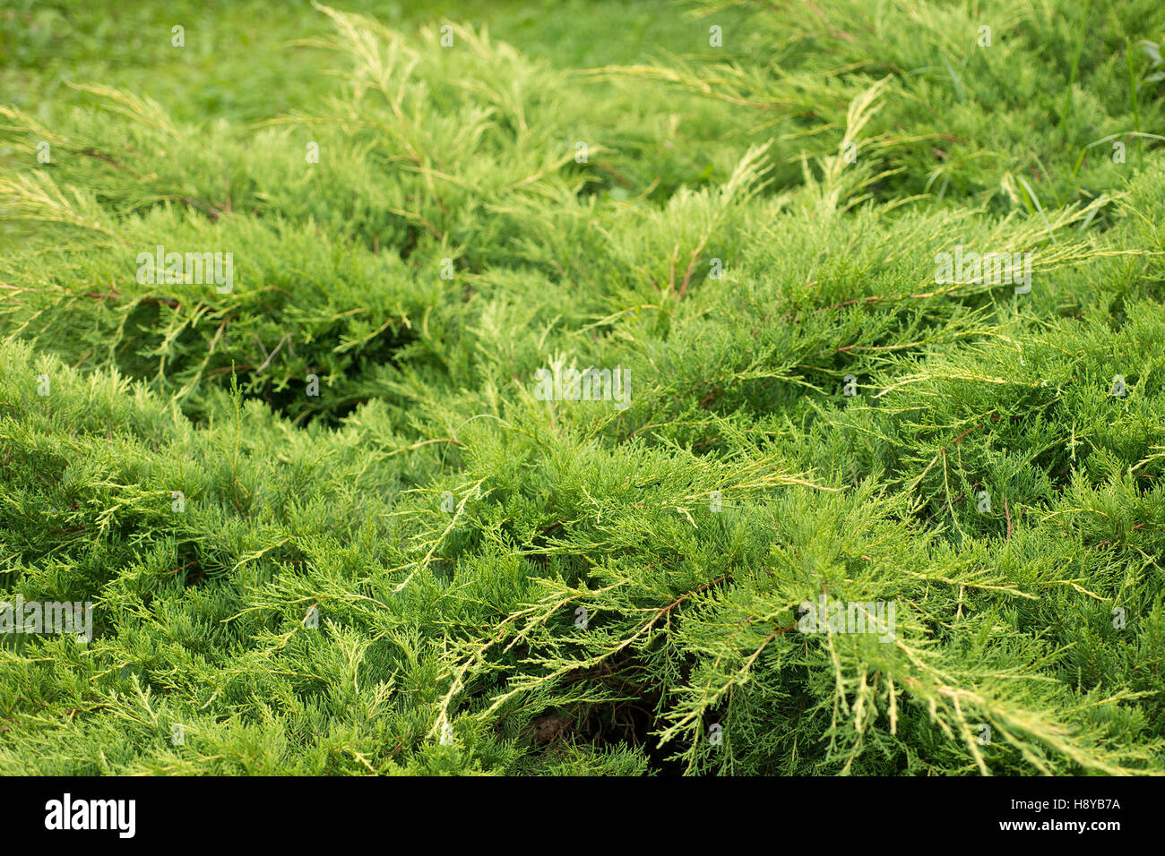 Wacholder Horizontalis Stockfotos und -bilder Kaufen - Alamy