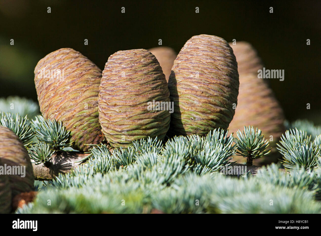 Blauer atlas zeder -Fotos und -Bildmaterial in hoher Auflösung – Alamy