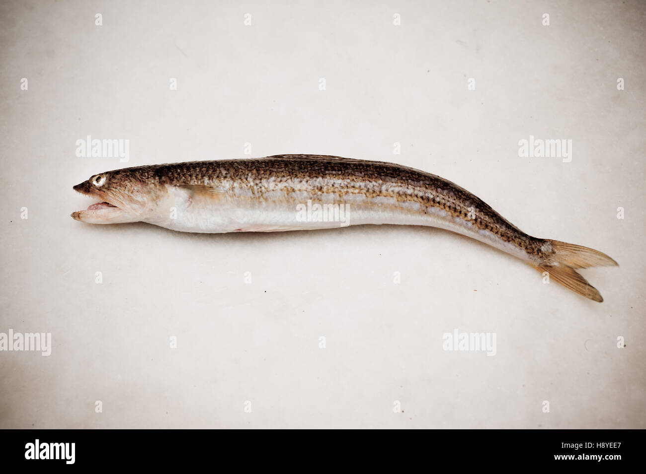 Atlantic lizardfish -Fotos und -Bildmaterial in hoher Auflösung – Alamy