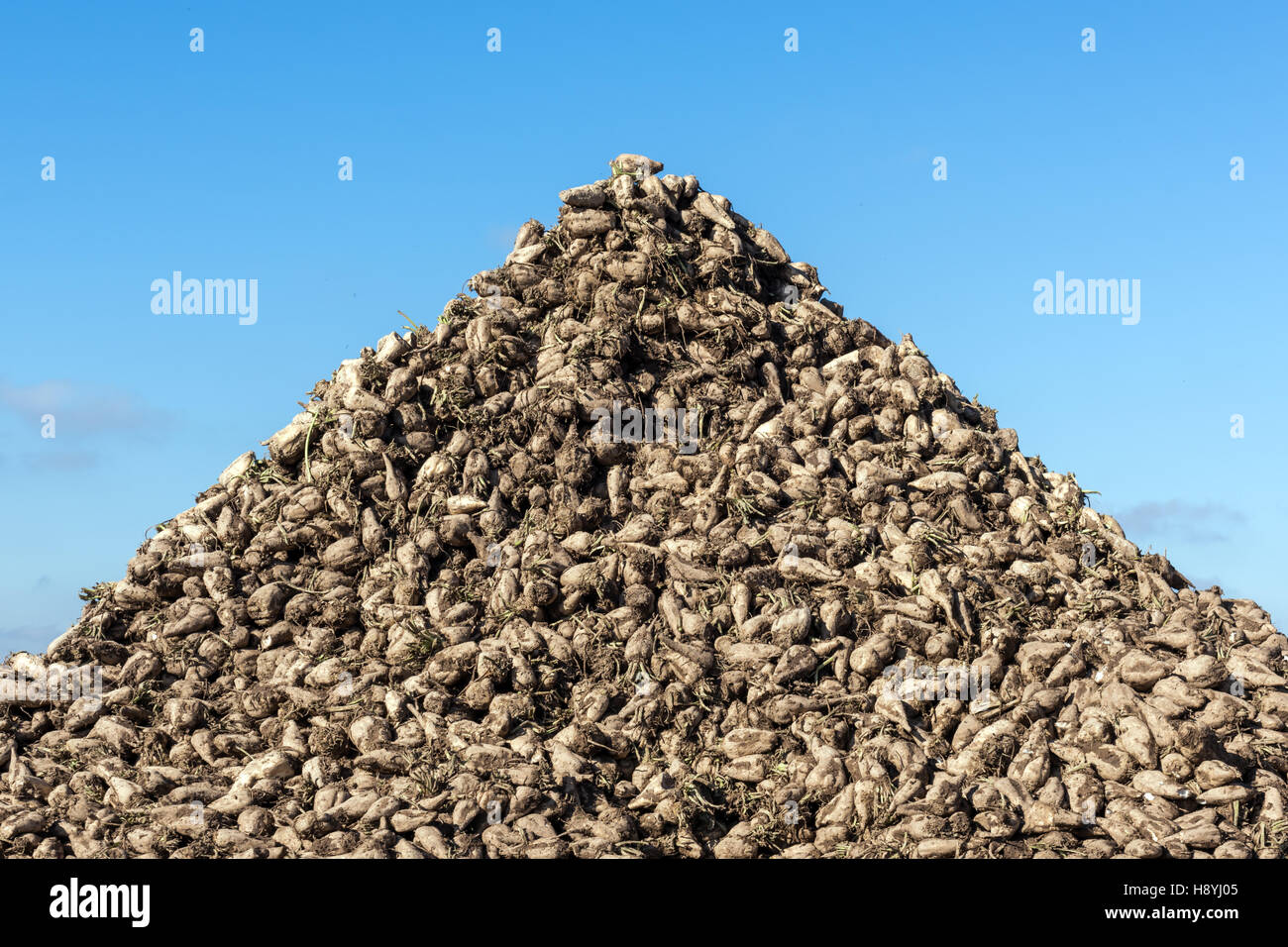 Sugar beets -Fotos und -Bildmaterial in hoher Auflösung – Alamy