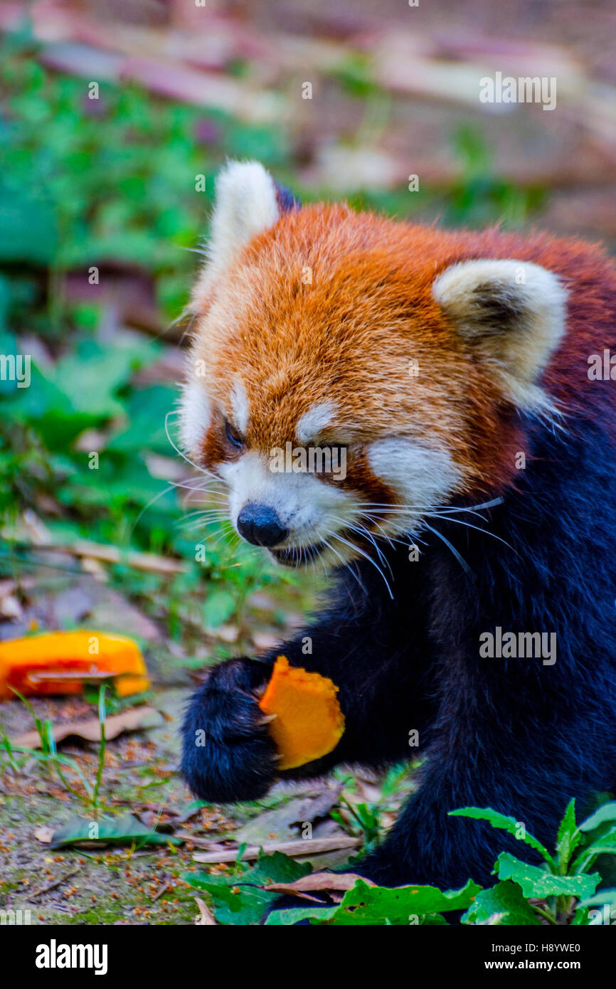 Roter Panda (Ailurus Fulgens) oder kleinere Panda Essen Kürbisse ...