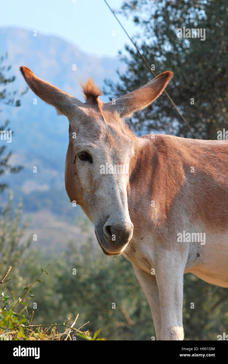 Mein Esel Stockfotos und -bilder Kaufen - Alamy