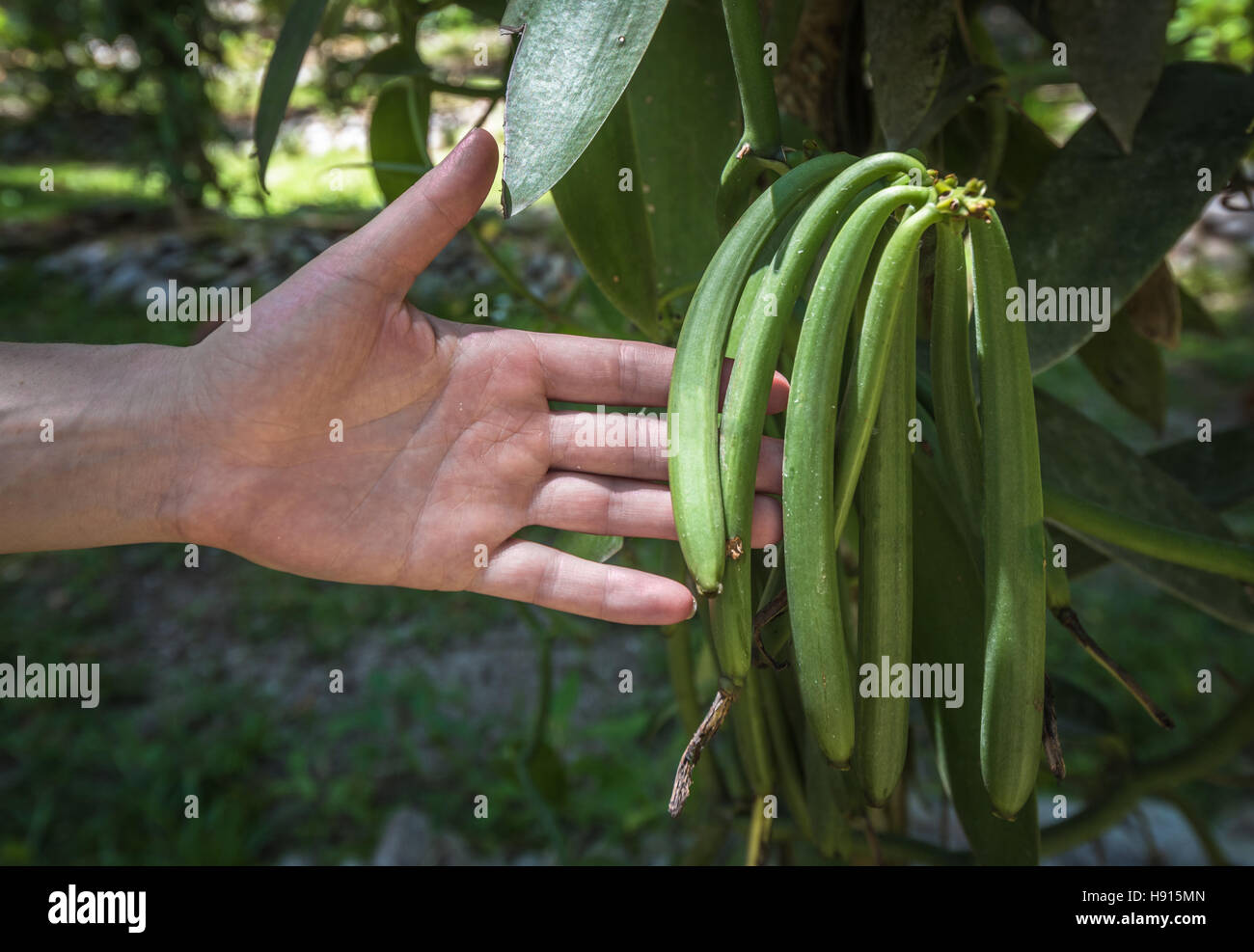 Vanille plantage -Fotos und -Bildmaterial in hoher Auflösung – Alamy