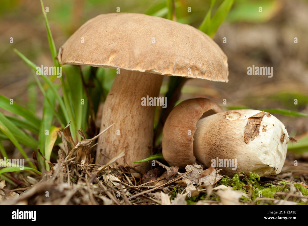 essbare Pilze (Boletus Reticulatus Schaeff) im Wald Stockfotografie - Alamy