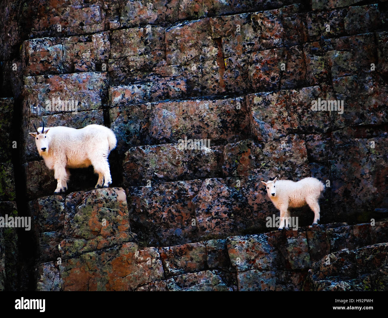 Ziegen baby -Fotos und -Bildmaterial in hoher Auflösung – Alamy