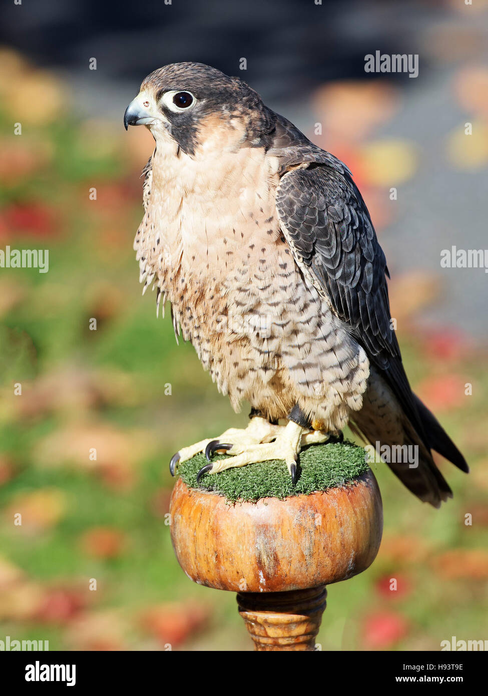Barbary Falcon (falco Pelegrinoides) Stockfotos und -bilder Kaufen - Alamy