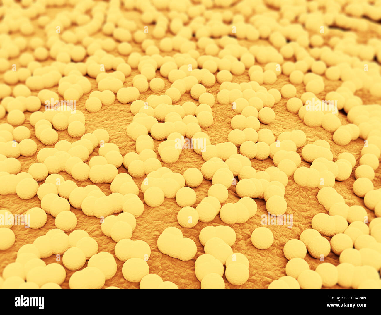 Staphylococcus aureus image -Fotos und -Bildmaterial in hoher Auflösung ...